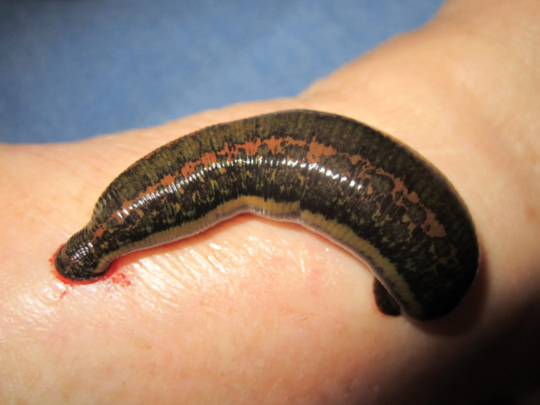 Blutegel | Naturheilpraxis Tina Schoen